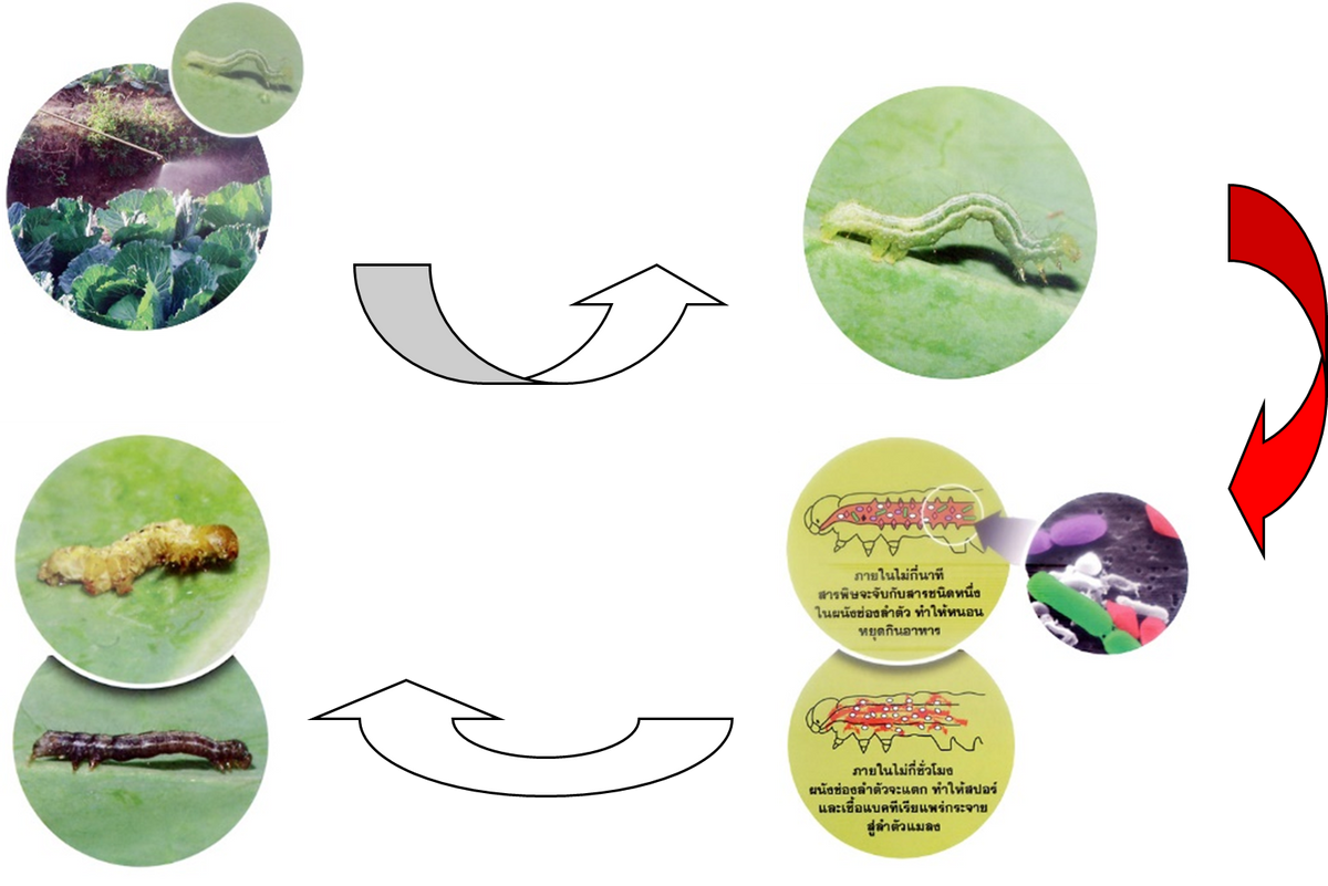 Biopest 05 | ECHOcommunity.org